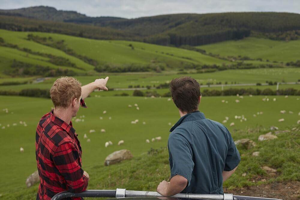 Growing great lambs | VetSouth