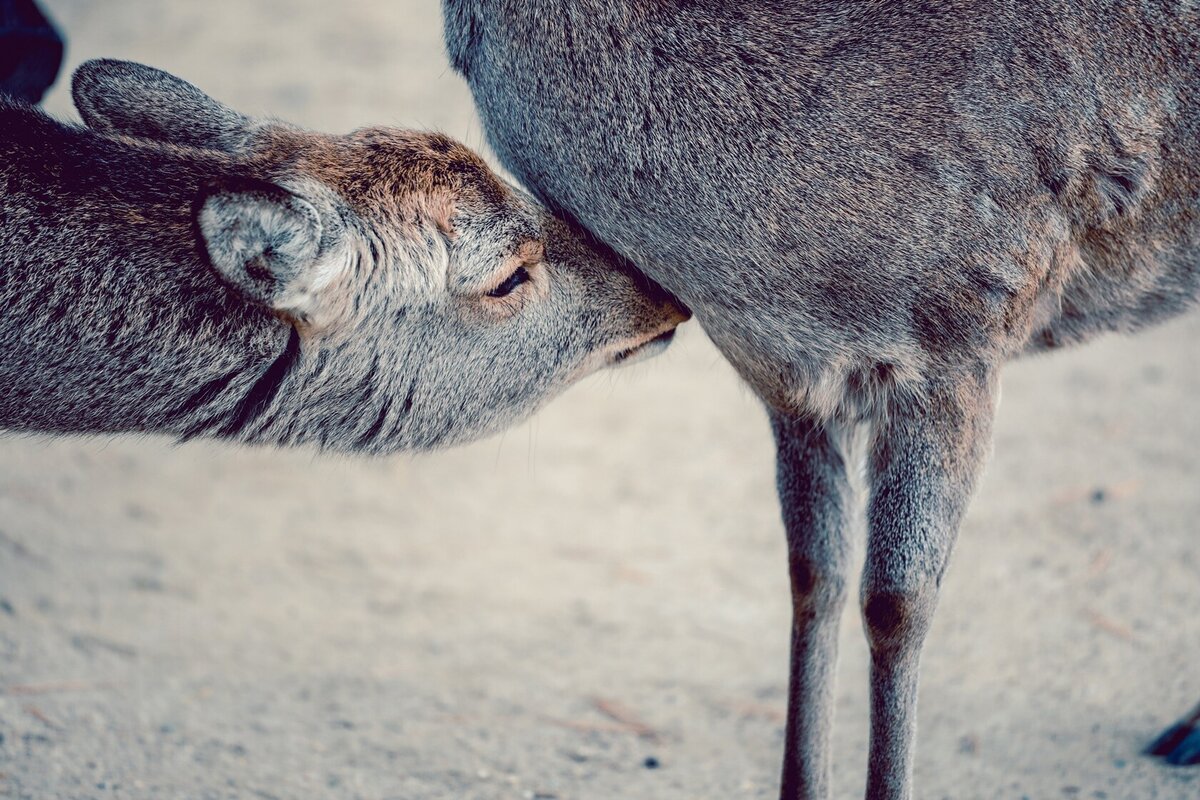 Minimising losses over fawning | VetSouth