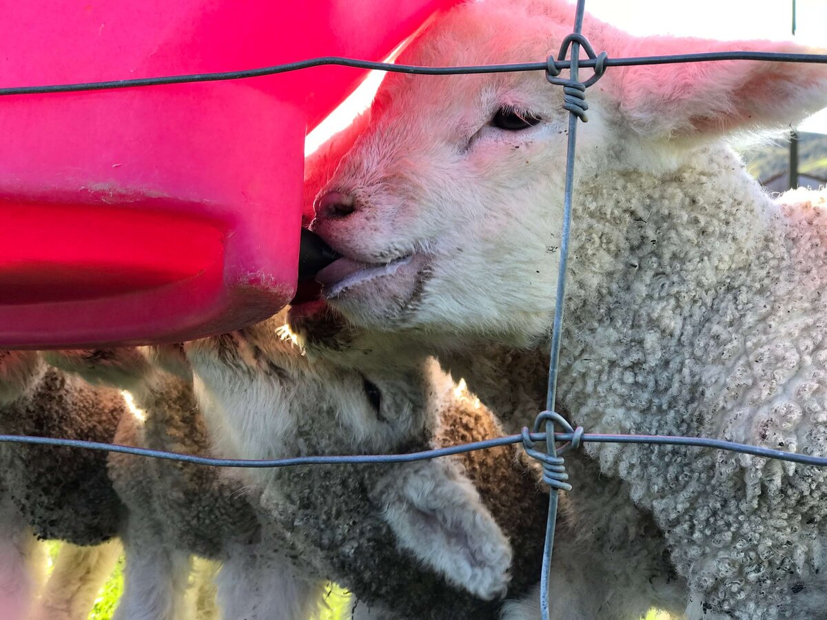 Rearing lambs | VetSouth