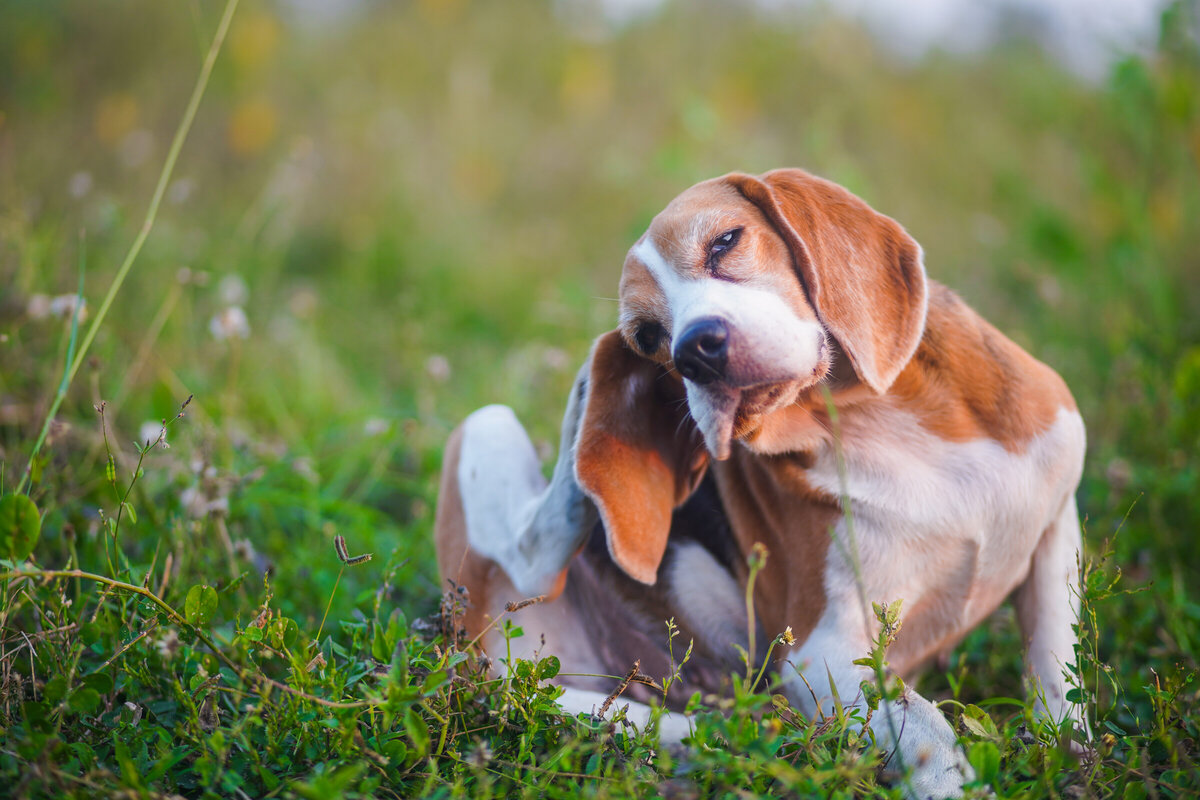 Why is my pet so itchy? | VetSouth