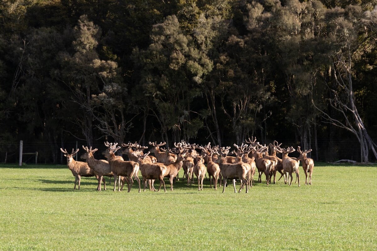 Drenching deer – what’s the latest? | VetSouth