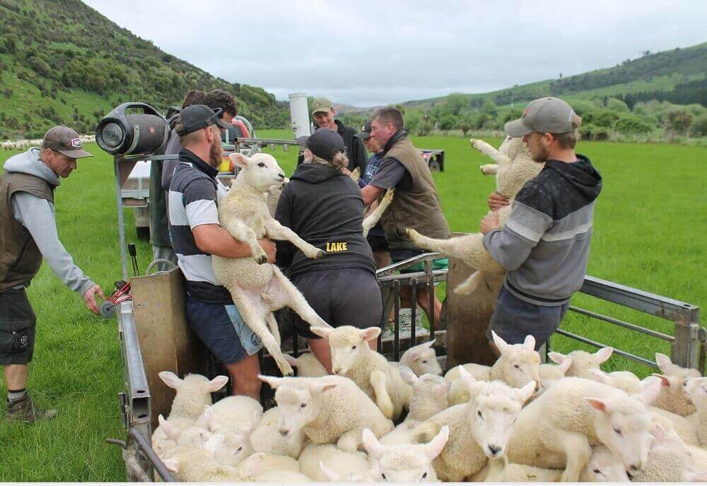 MPI tailing regulation changes | VetSouth