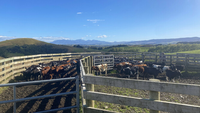 Using the right drench for your calves | VetSouth