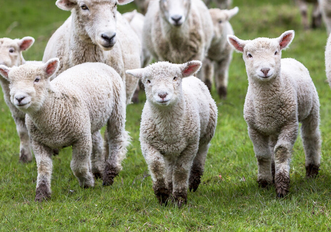 Giving your lambs their first drench | VetSouth