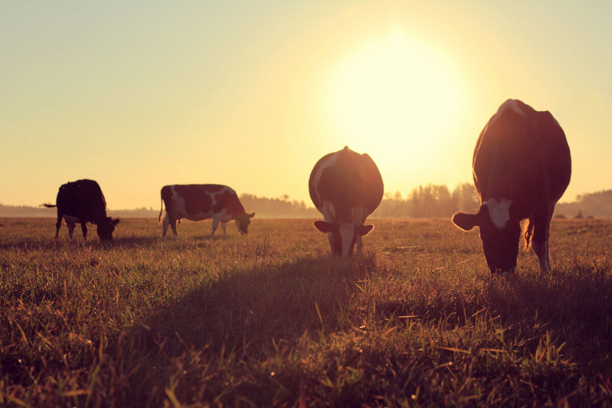 The importance of the transition period over calving | VetSouth