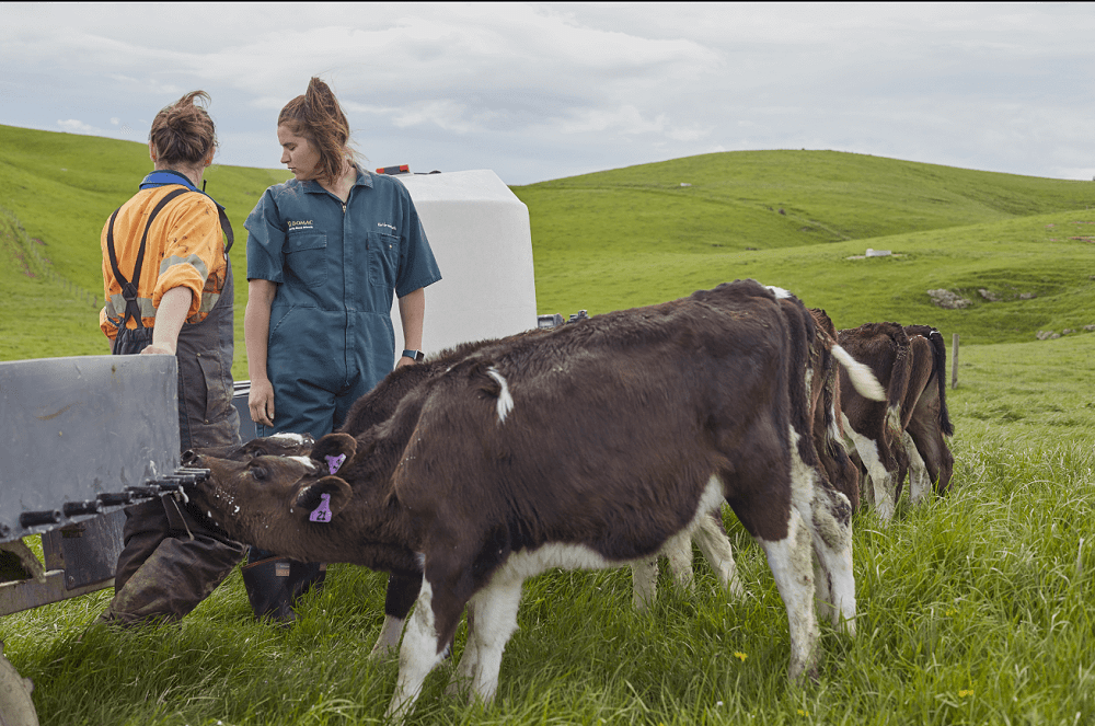 Improving cow fertility with Multimin | VetSouth