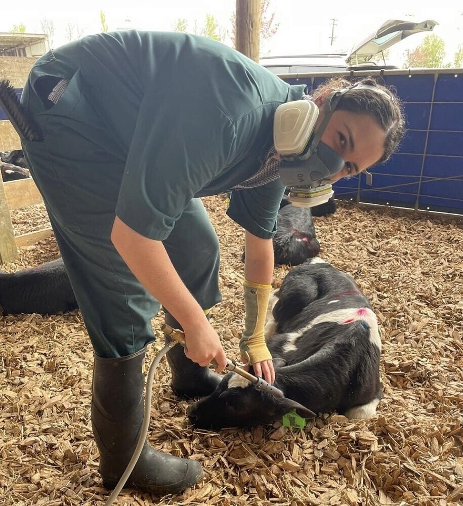 Tech Talk: Disbudding | VetSouth