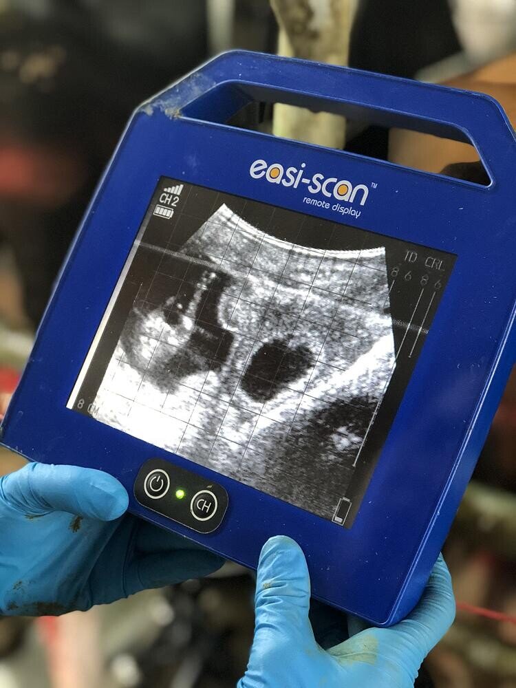 Scanning the herd | VetSouth