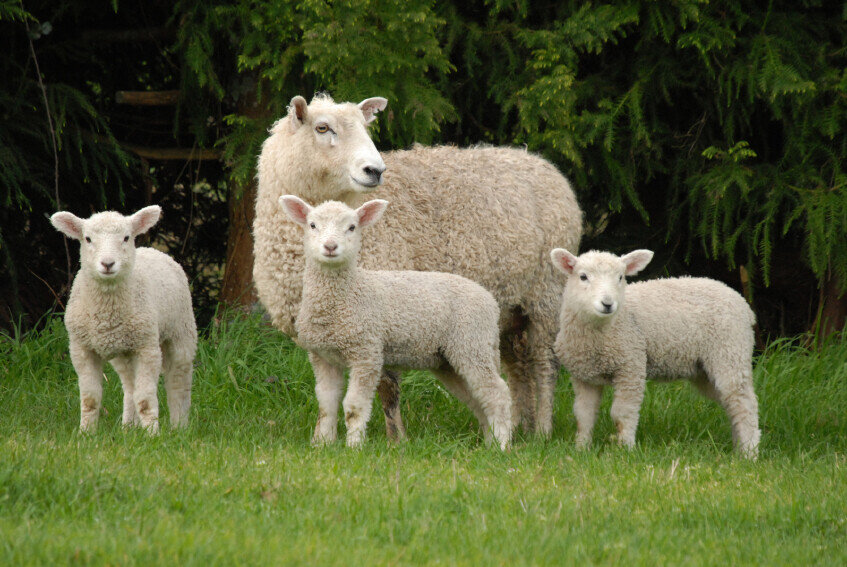 Ovine embryo transfer (E.T.) | VetSouth