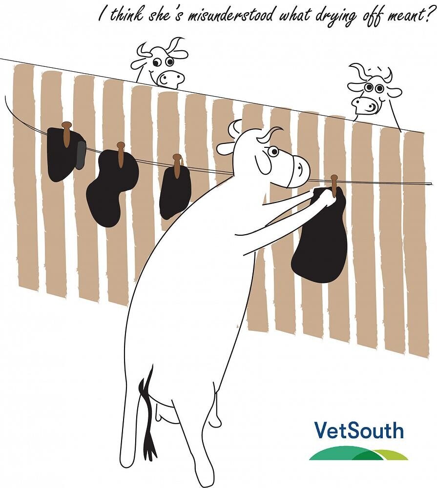 What Needs To Be Done Before Dry Off? | VetSouth