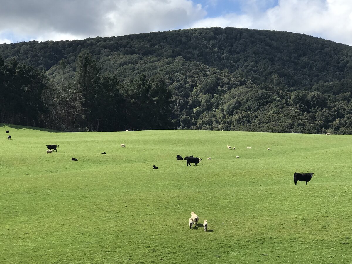 'Mop up' parasites by cross grazing | VetSouth