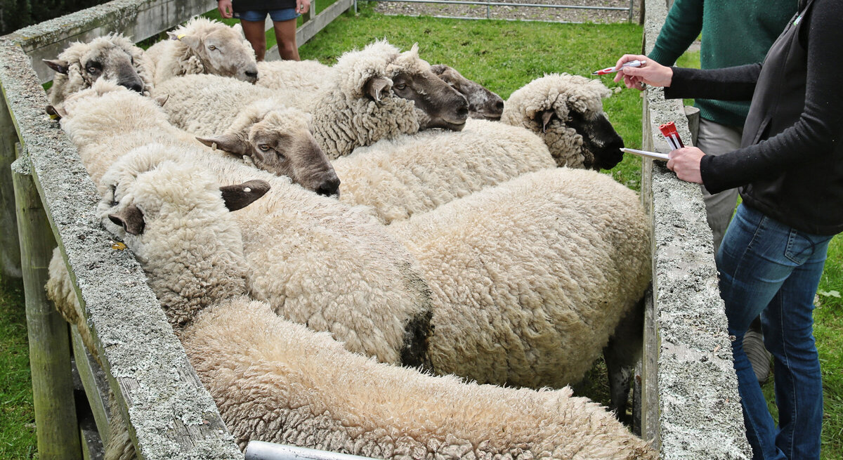 Selenium levels in sheep | VetSouth