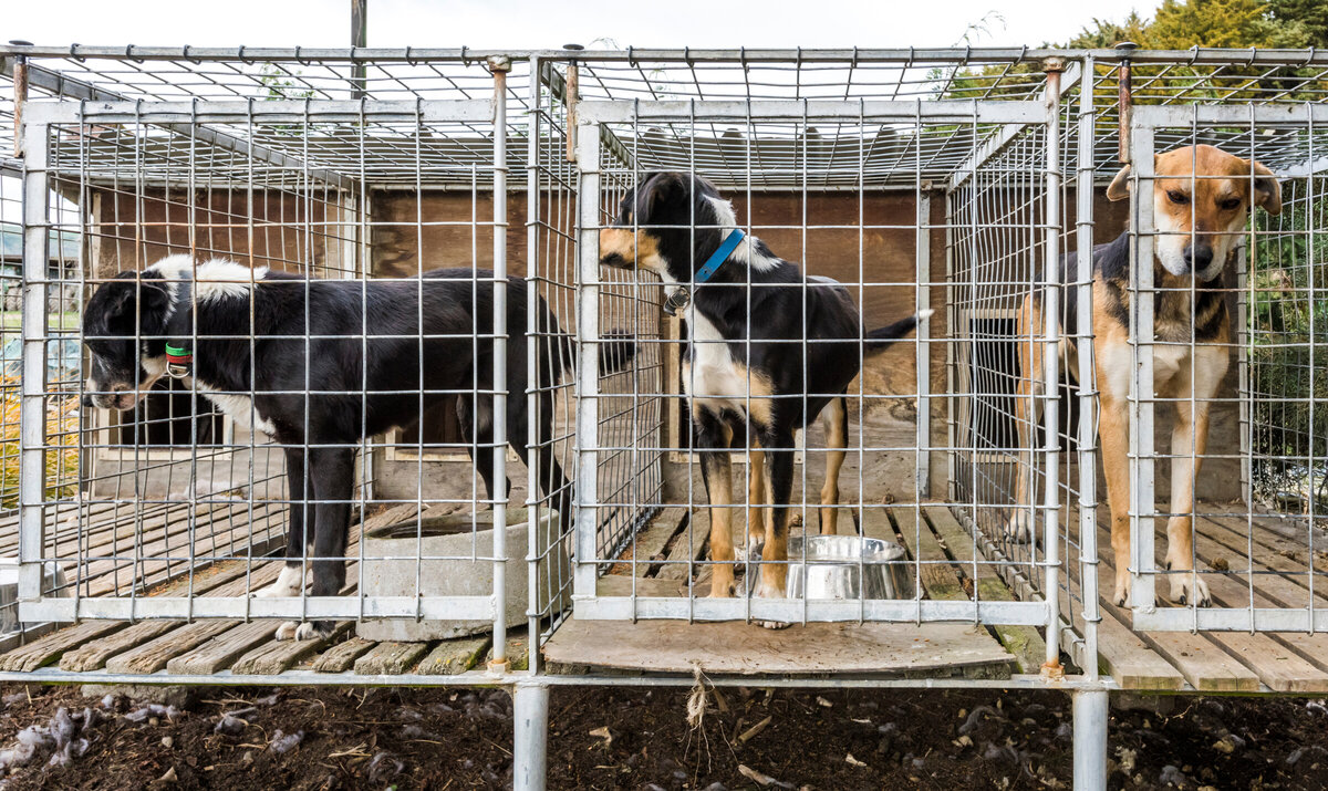 Working dogs in autumn | VetSouth