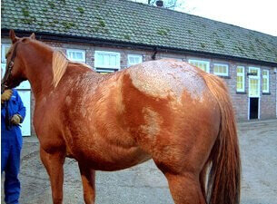 Treating rain scald and mud fever | VetSouth