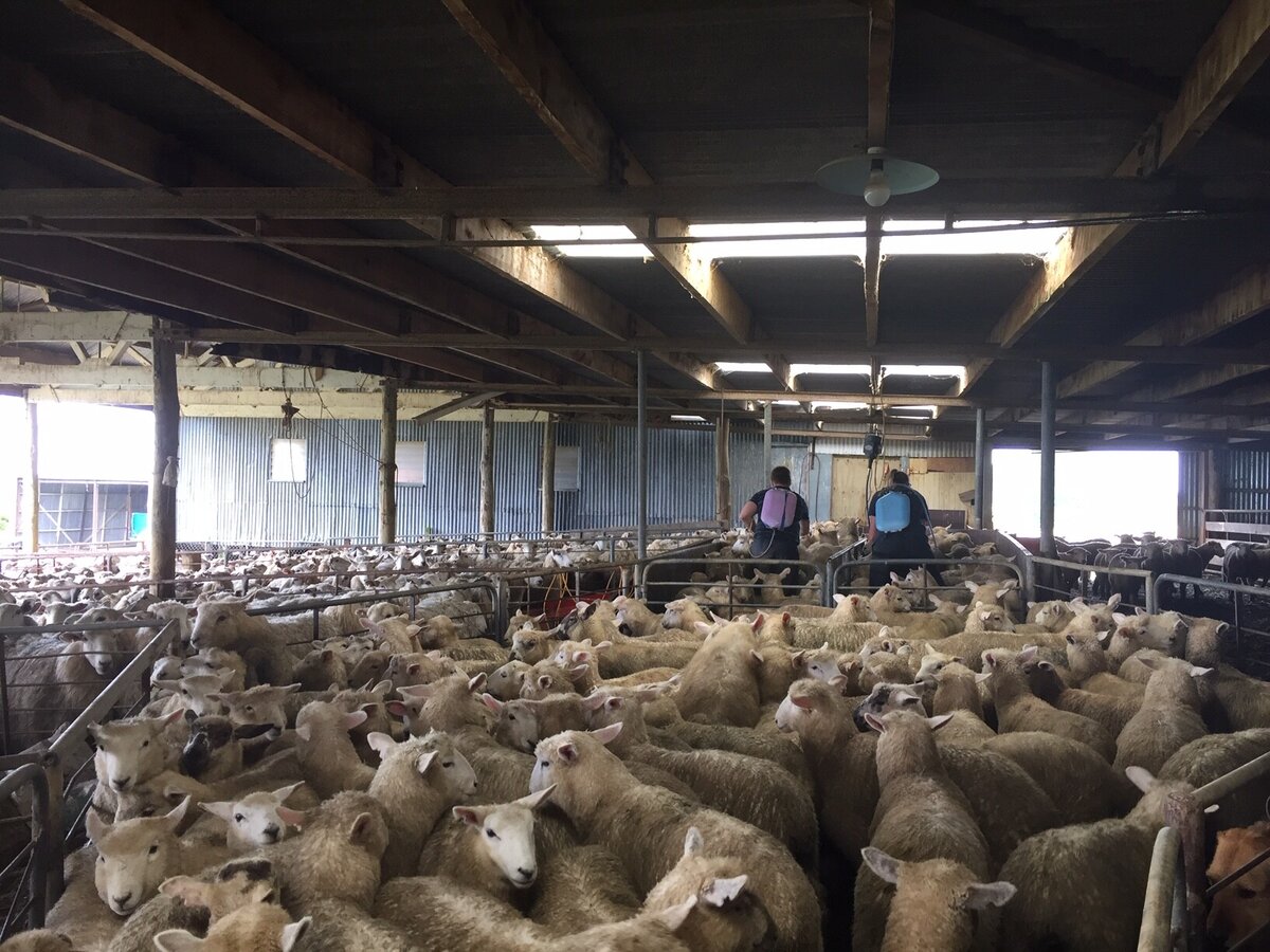 The Golden Rules of parasite management | VetSouth