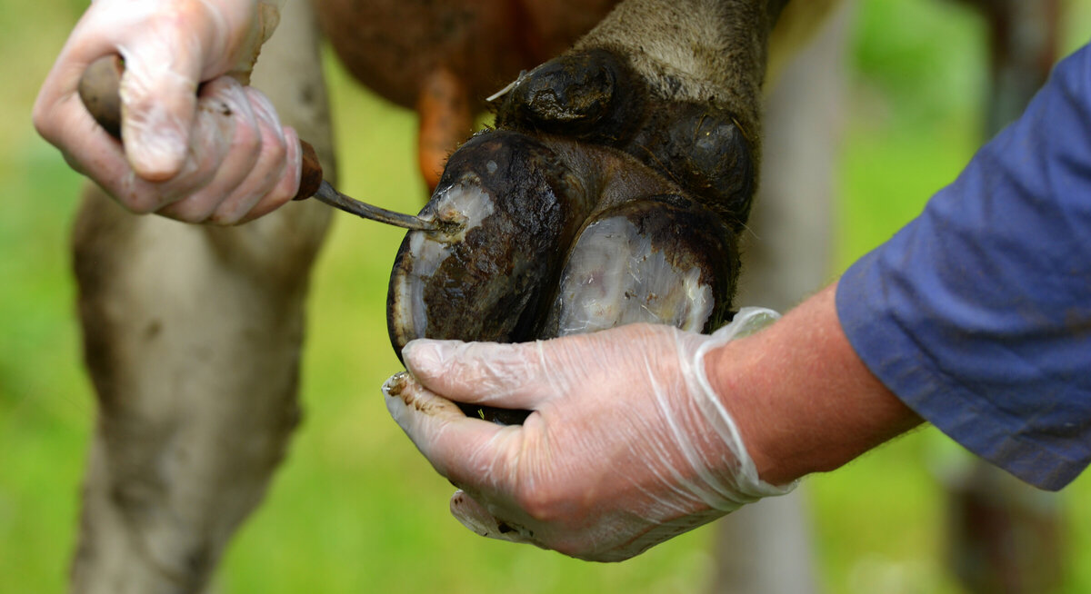 Identifying lameness | VetSouth