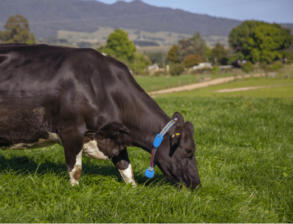 Cow alerts, help! | VetSouth