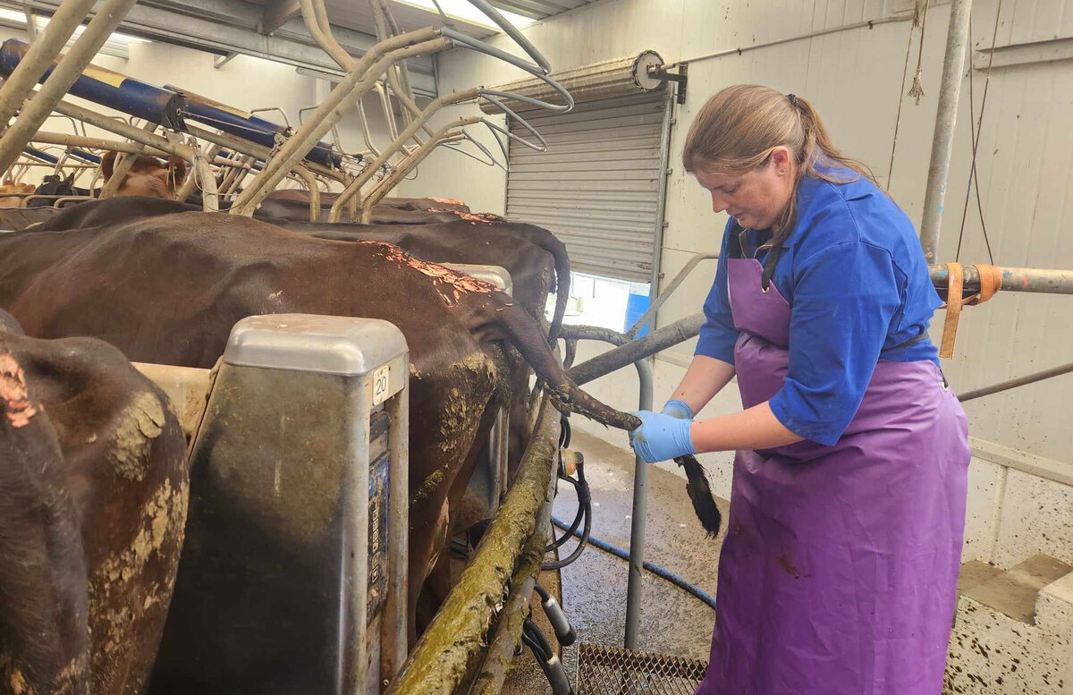 A tail to tell? Tail scoring study results | VetSouth