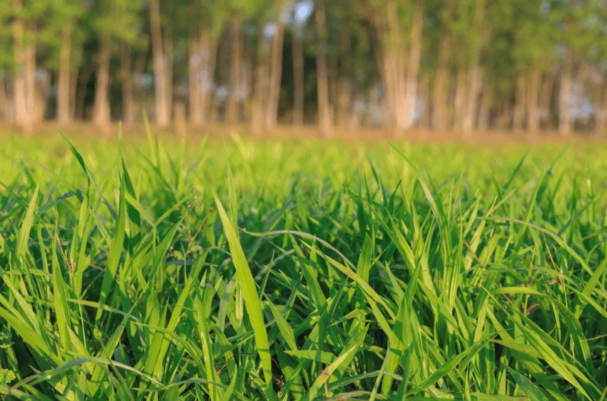 Grazing new grass paddocks | VetSouth