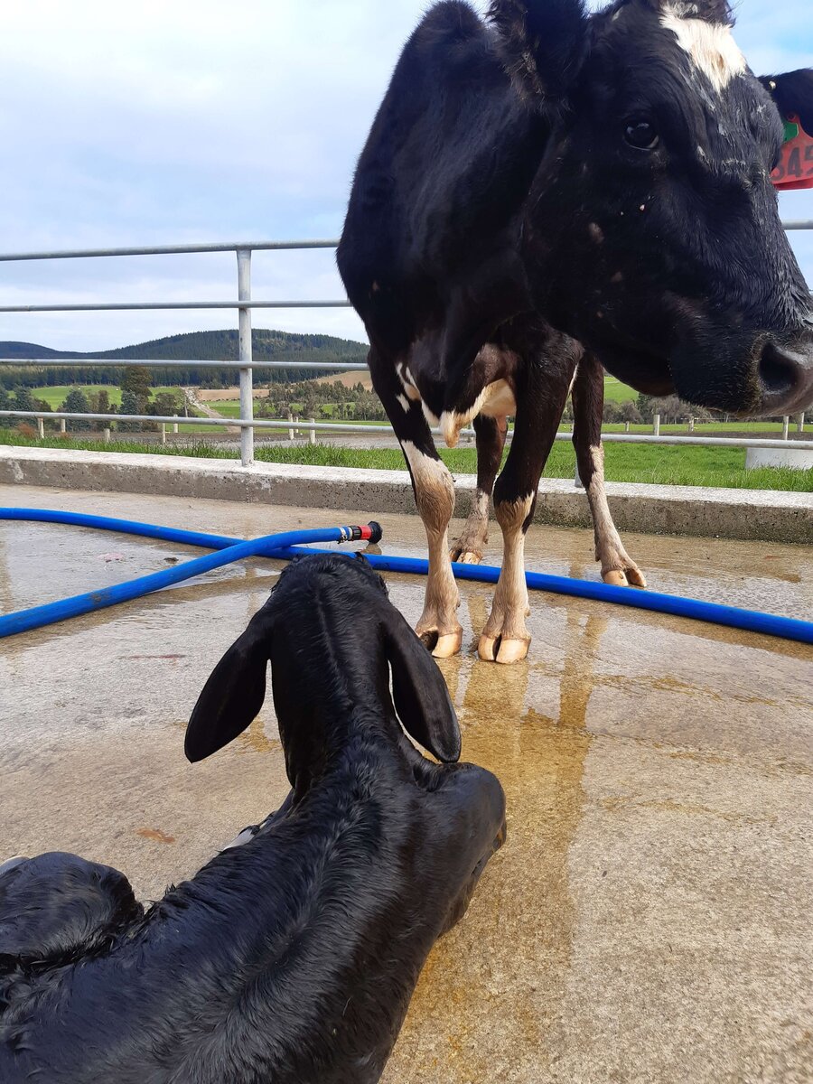 Advantages of condensing your calving | VetSouth