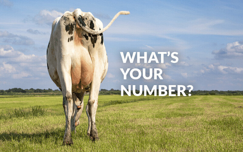 Good mating management | VetSouth