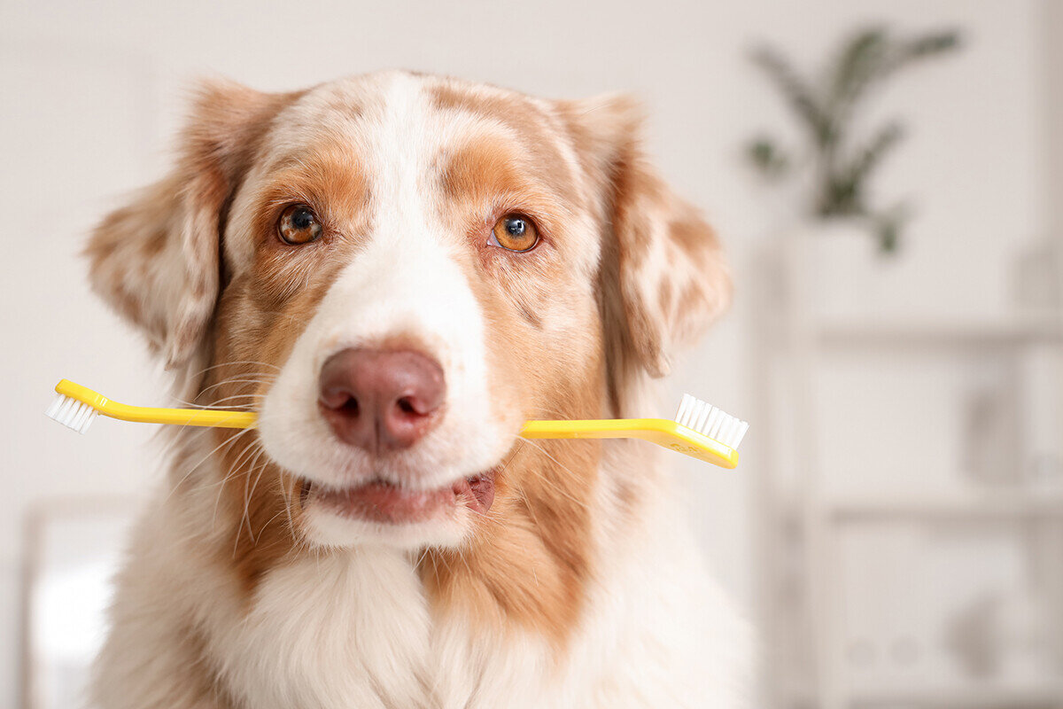 Let's talk about pet dental health | VetSouth