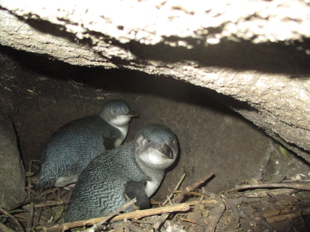 Little Blue Penguin Monitoring Research | Western Bay Wildlife Trust
