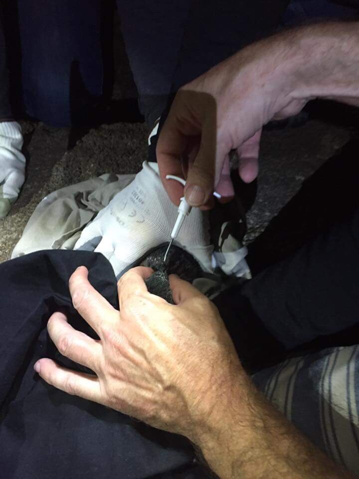 Penguin monitoring by microchip | Western Bay Wildlife Trust