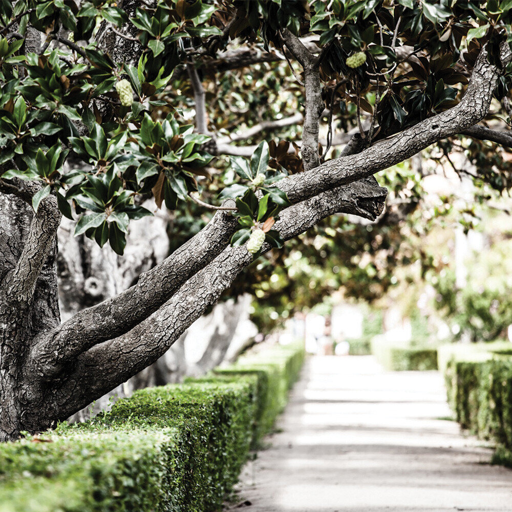 Tree Lifting Hamilton | Triggers & Trees