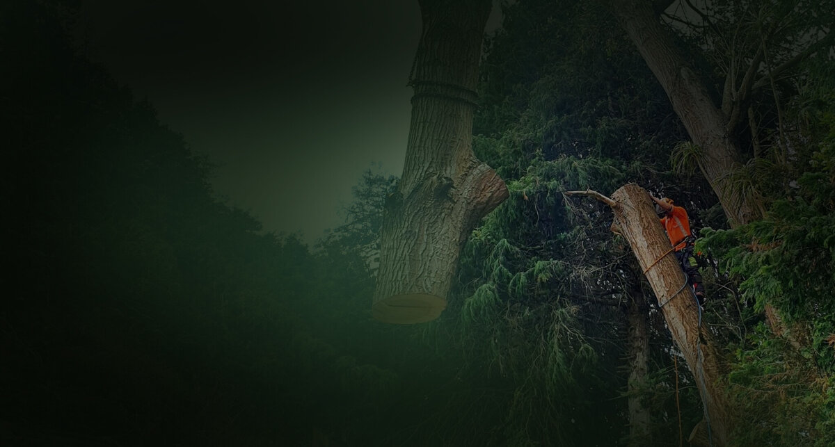 Tree Lifting Hamilton | Triggers & Trees