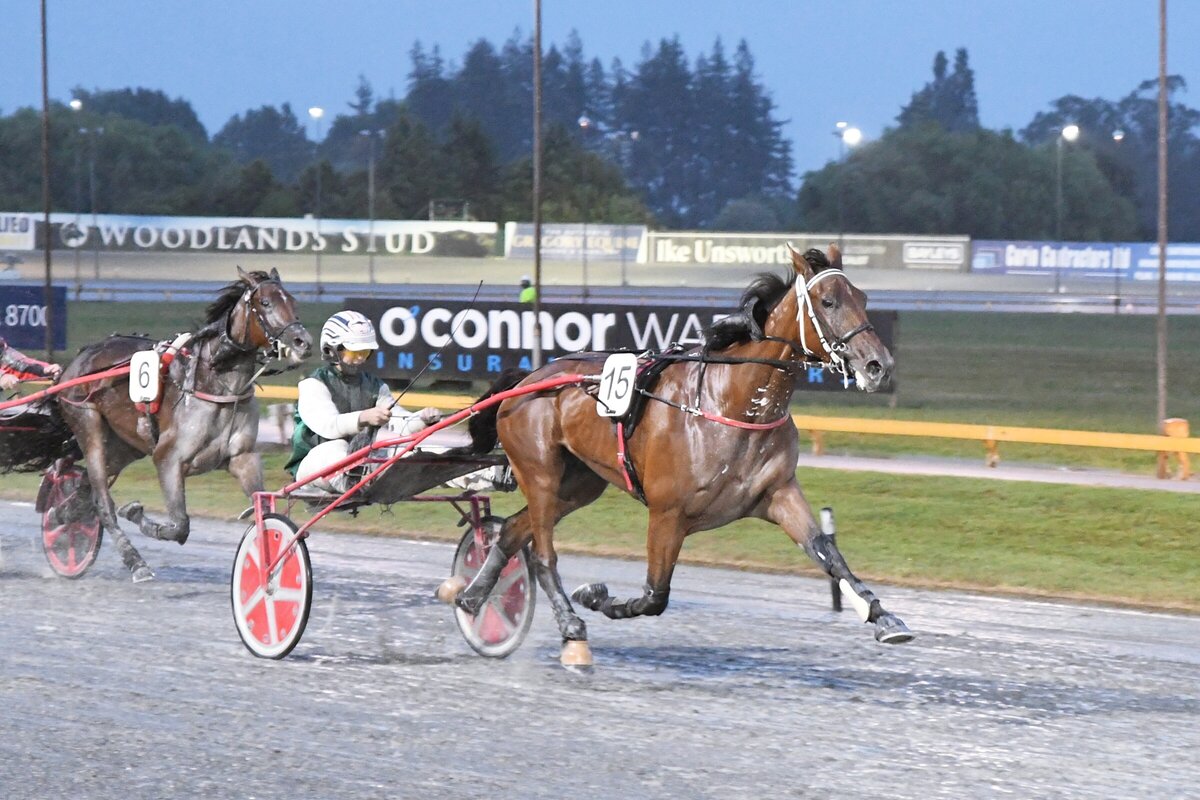 Southern trotter takes gold at Cambridge | Cambridge Raceway