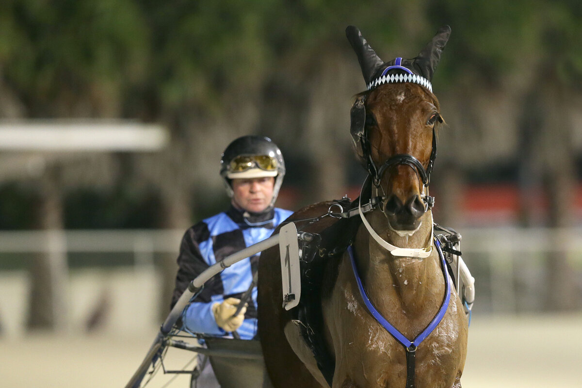Pacer turned trotter can win for Sharpe | Cambridge Raceway