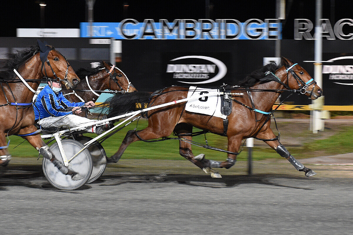 Gelding continues golden run at Cambridge | Cambridge Raceway
