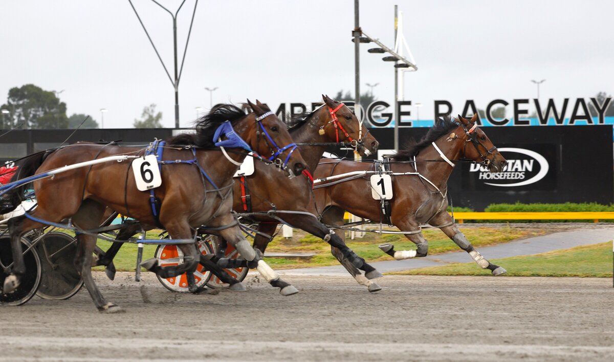 Filly rewards connections with Cambridge win | Cambridge Raceway
