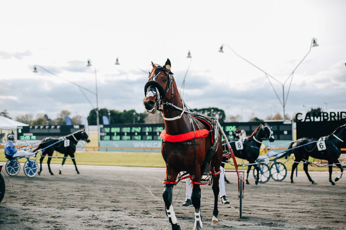 Racing Info | Cambridge Raceway