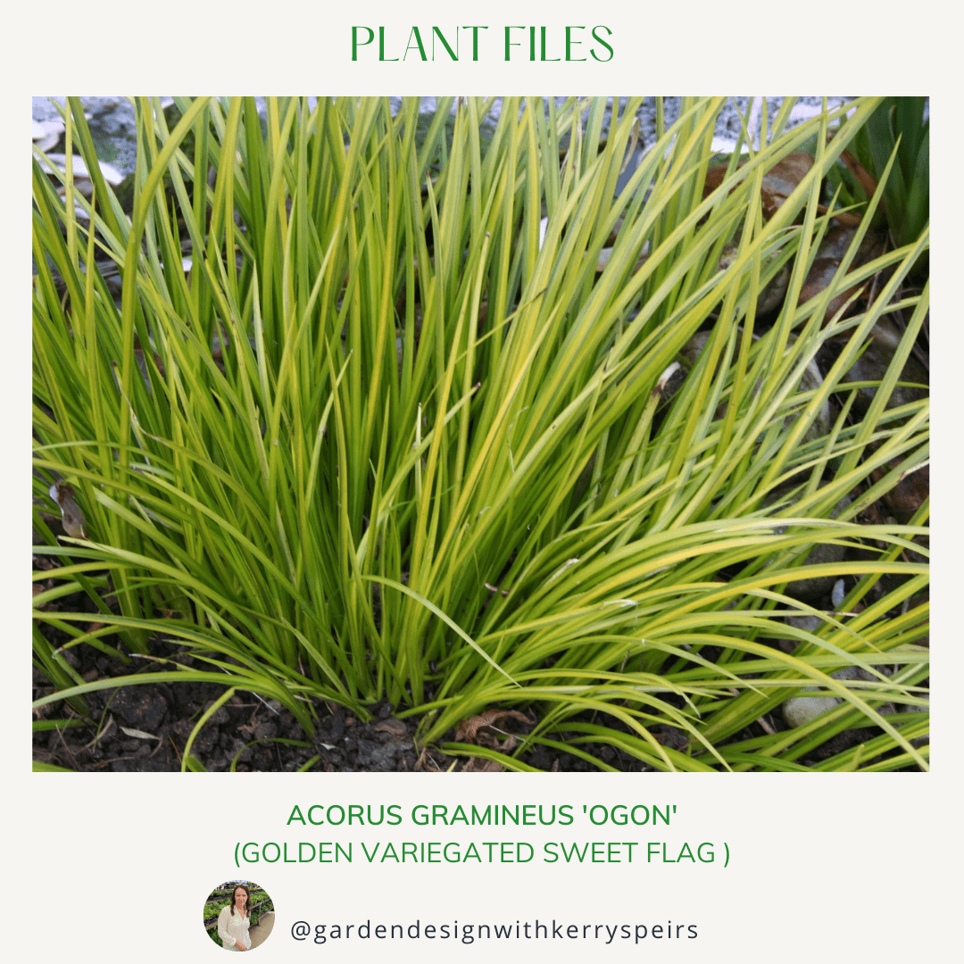 Acorus Gramineus 'Ogon' (Golden Variegated Sweet Flag) 🏡 DIY Designs ...