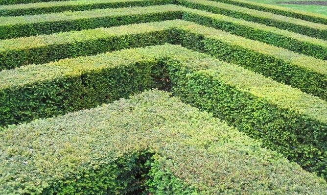 LANDSCAPE DESIGNER’S 6 BEST HEDGE PLANTS | DIY Designs