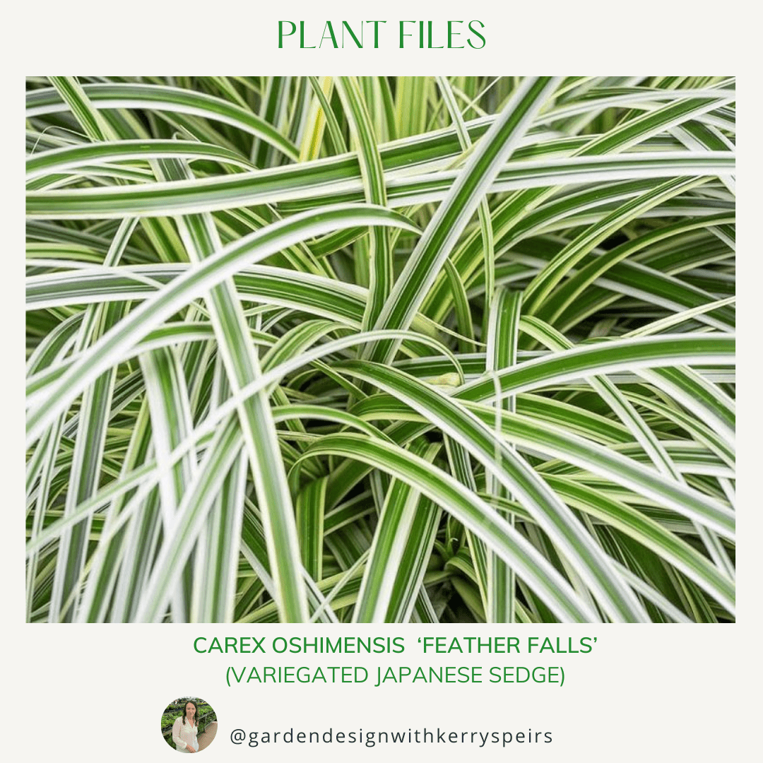 Carex oshimensis ‘Feather Falls’/‘Variegated Japanese Sedge’ 🏡 DIY ...