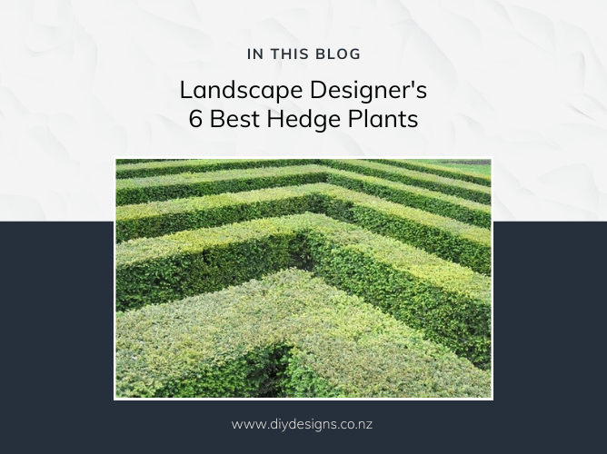 Landscape Designer’s 6 Best Hedge Plants | DIY Designs