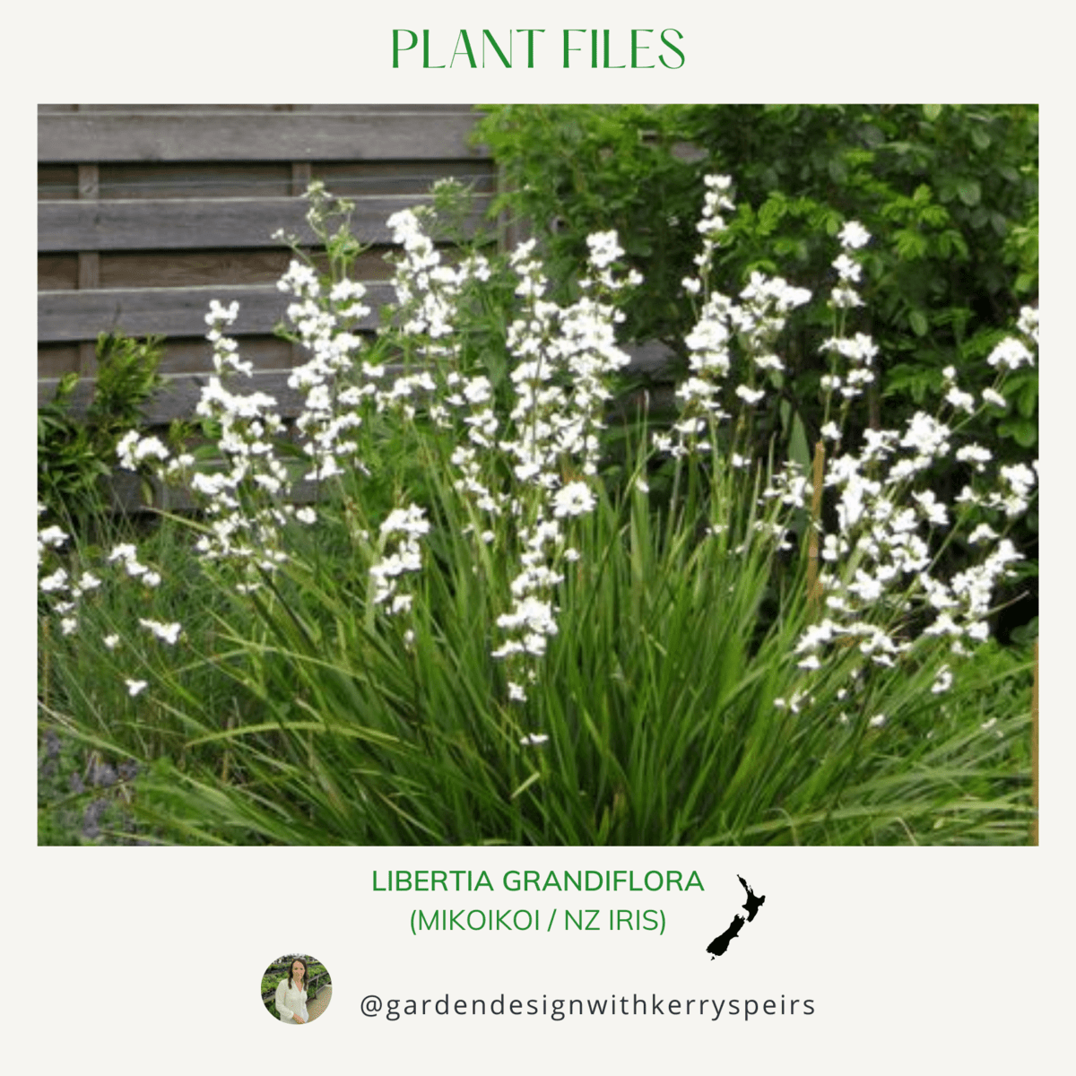 Libertia grandiflora - NZ iris 🏡 DIY Designs | DIY Designs