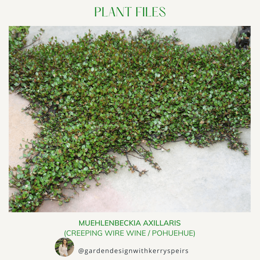 Muehlenbeckia axillaris - Pohuehue,creeping wire vine 🏡 DIY Designs ...