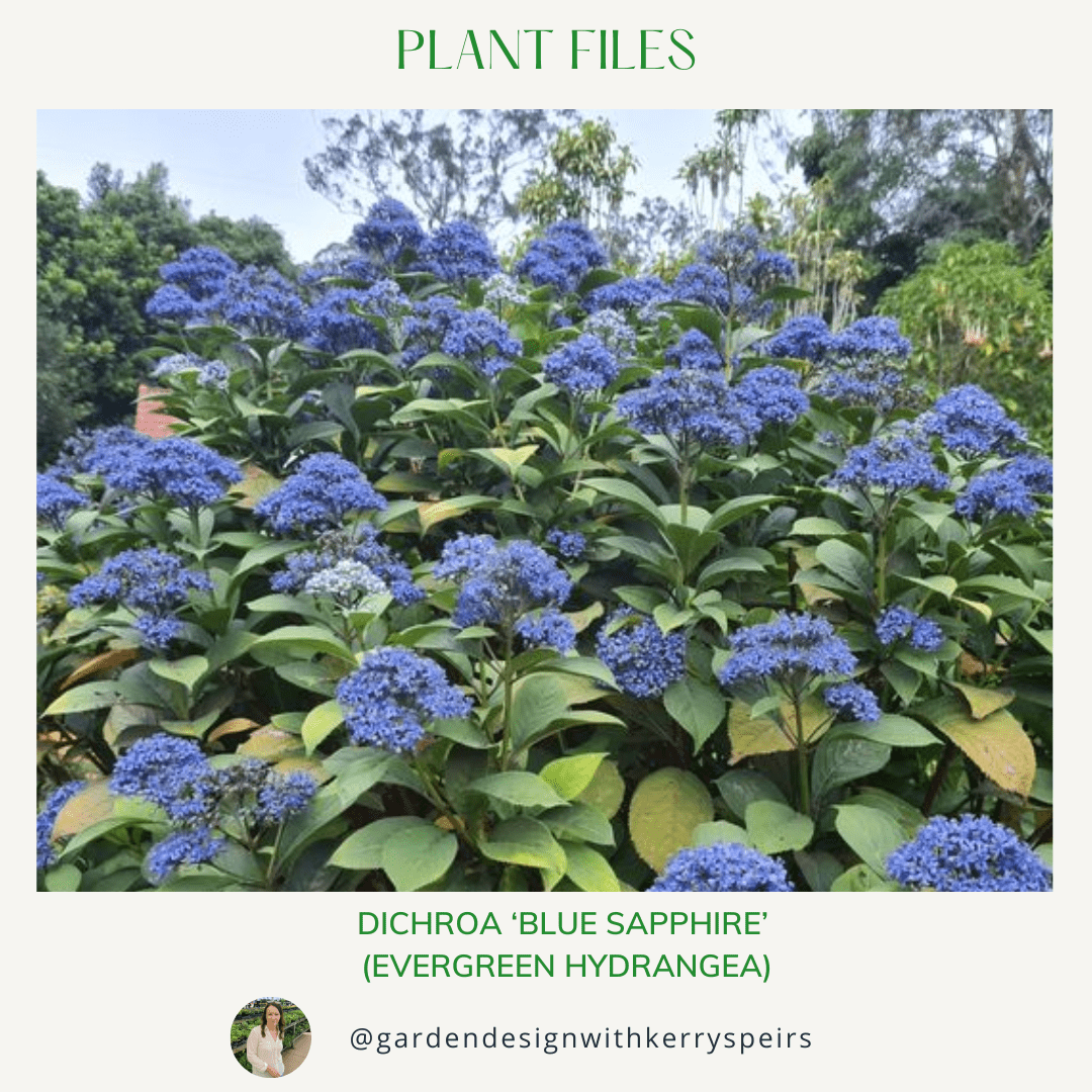 Dichroa 'Blue Sapphire' - EVERGREEN HYDRANGEA 🏡 DIY Designs | DIY Designs