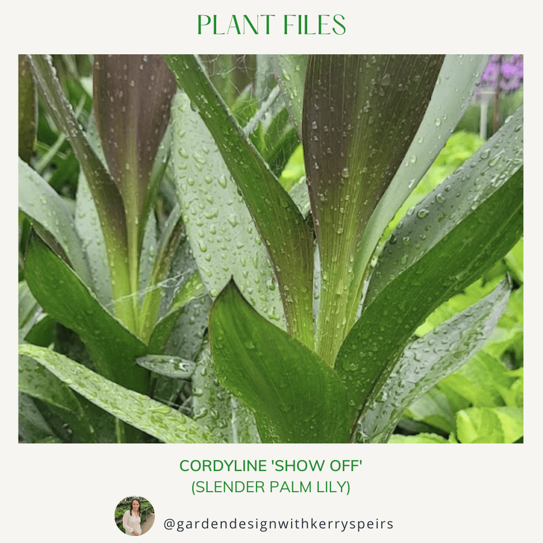 Cordyline 'Show Off' (slender palm lily) 🏡 DIY Designs | DIY Designs
