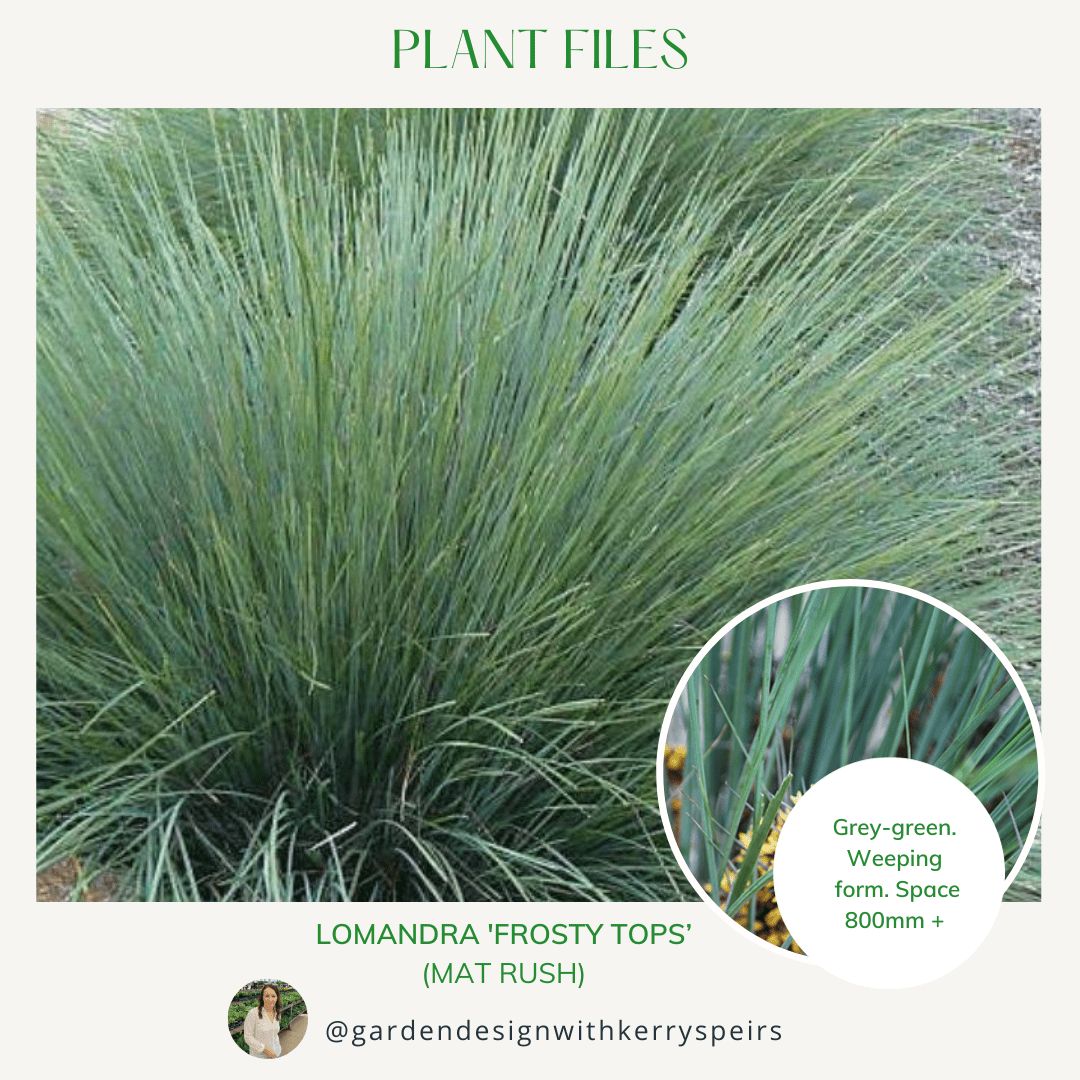 Lomandra 'Frosty Tops' (mat rush) 🏡 DIY Designs | DIY Designs