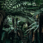 Hamilton pharmacy open for prescriptions every day to 11pm | Anglesea ...