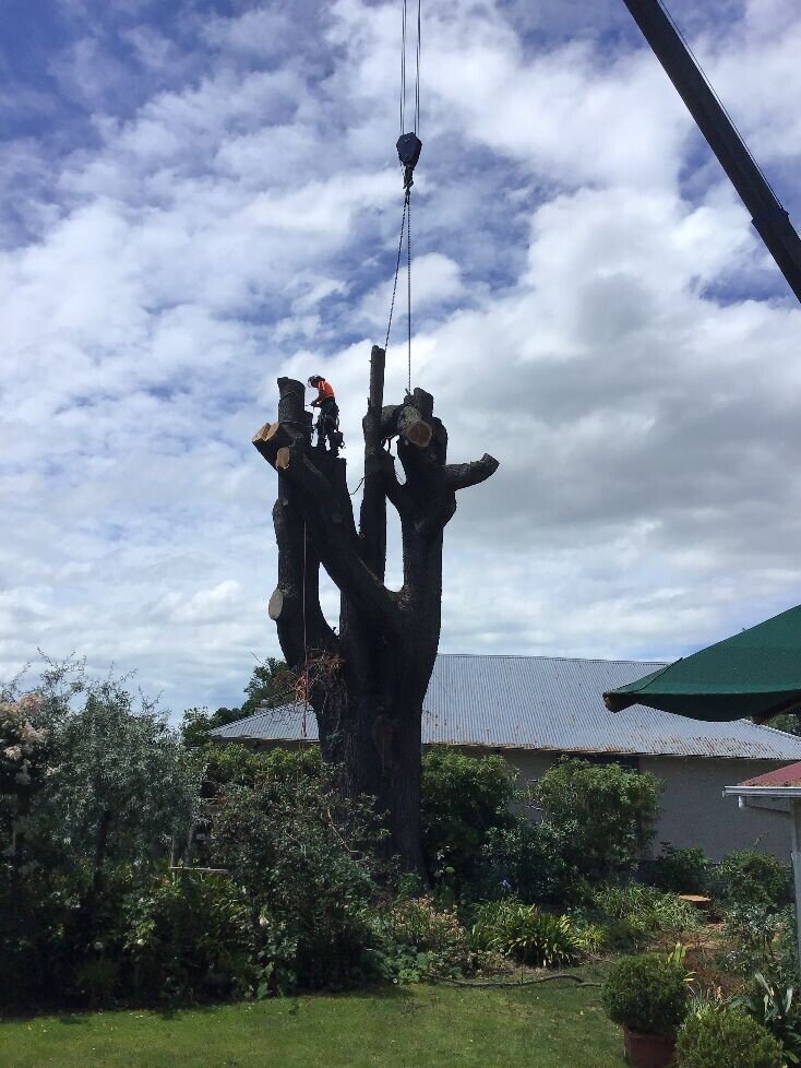 Tricky Trees HB Limited | Tricky Trees Hawkes Bay