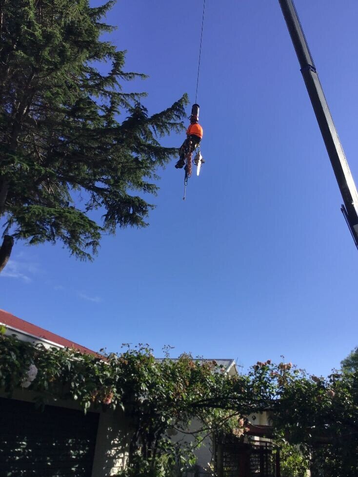 Tree Services | Tricky Trees HB Limited | Tree Services