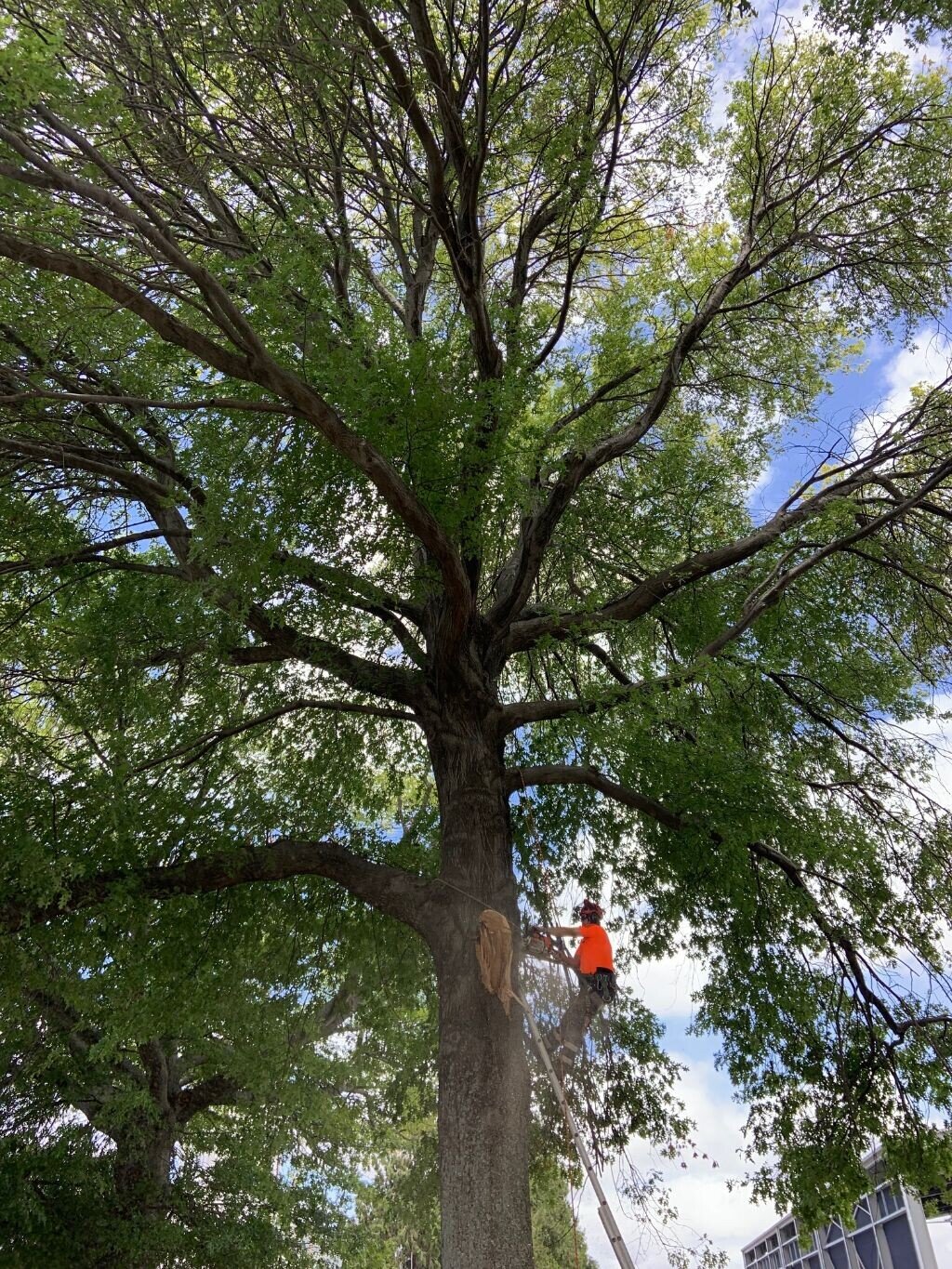 Tree Services | Tricky Trees HB Limited | Tree Services