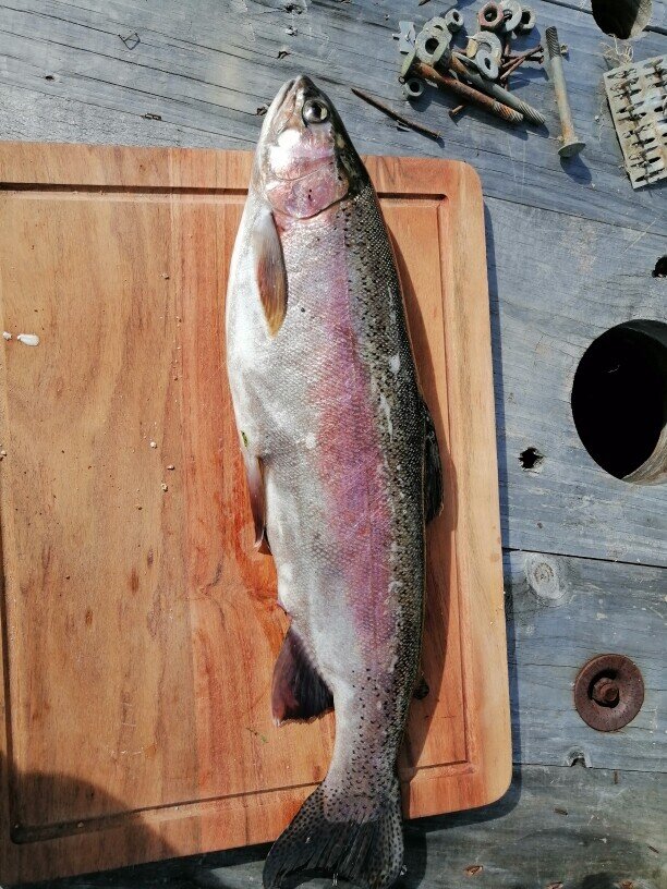 Another pest fish out of the water. | EIA