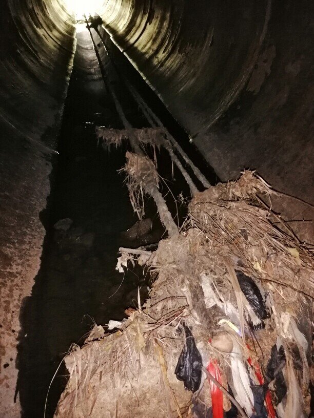 Spat ropes not always the best remedy | EIA